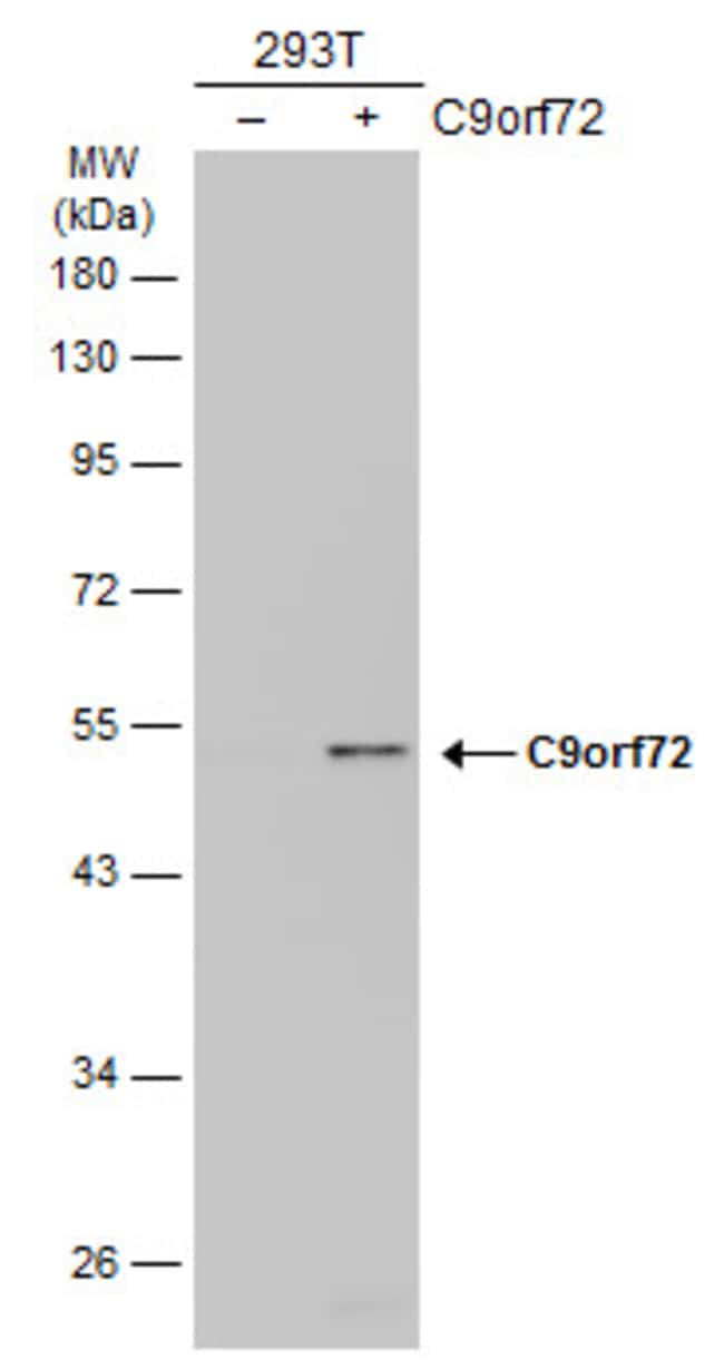 C9orf72 Monoclonal Antibody (GT1553), Invitrogen 100 μL; Unconjugated ...