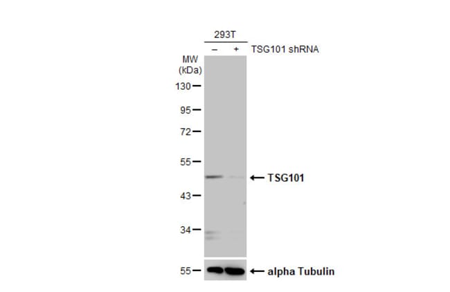 TSG101 Recombinant Rabbit Monoclonal Antibody (4A10-RB), Invitrogen ...
