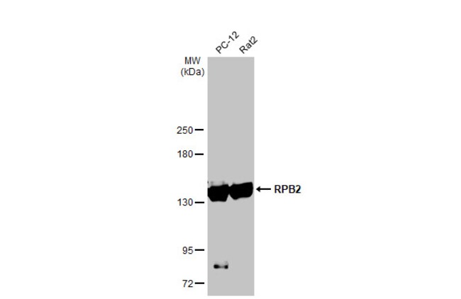 POLR2B Monoclonal Antibody (HL1043), Invitrogen 100 μL; Unconjugated ...