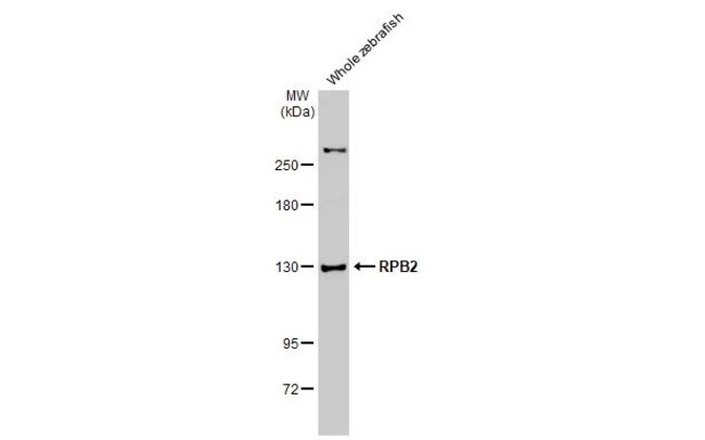 POLR2B Monoclonal Antibody (HL1043), Invitrogen 100 μL; Unconjugated ...