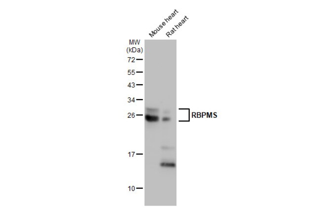RBPMS Monoclonal Antibody (HL1106), Invitrogen 100 μL; Unconjugated ...