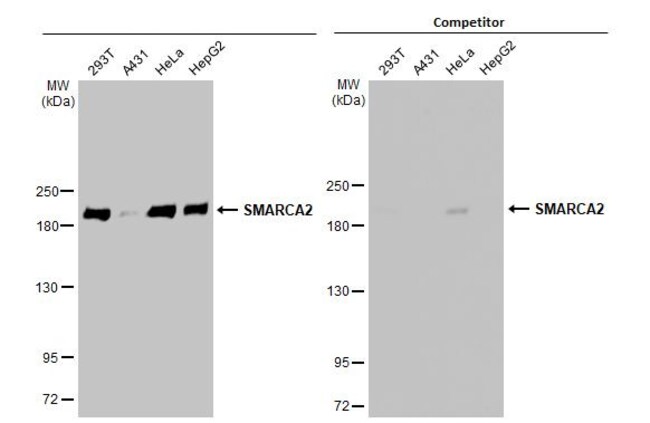 SMARCA2 Monoclonal Antibody (HL1115), Invitrogen 100 μL; Unconjugated ...