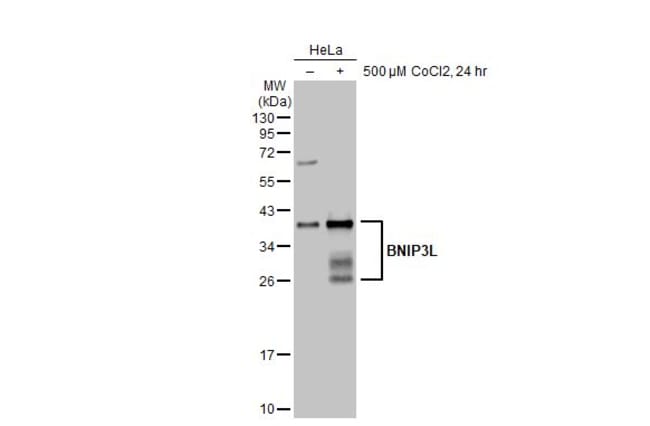 BNIP3L Monoclonal Antibody (HL1203), Invitrogen 100 μL; Unconjugated:Antibodies, | Fisher Scientific