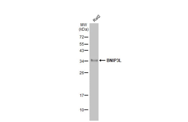 BNIP3L Monoclonal Antibody (HL1203), Invitrogen 100 μL; Unconjugated:Antibodies, | Fisher Scientific
