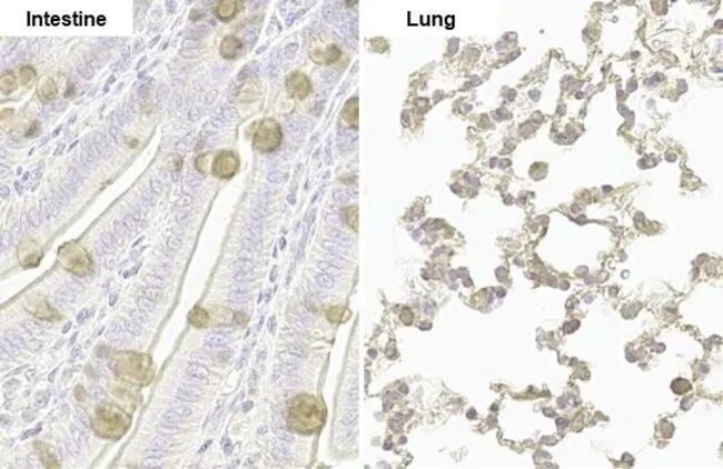 NUP62 Monoclonal Antibody (HL1226), Invitrogen 100 μL; Unconjugated ...