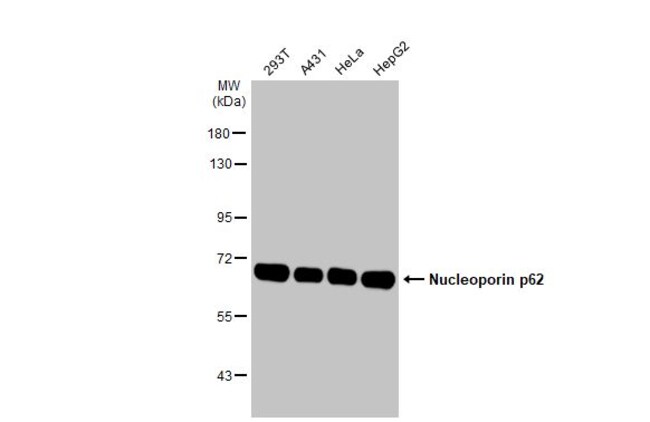 NUP62 Monoclonal Antibody (HL1226), Invitrogen 100 μL; Unconjugated ...