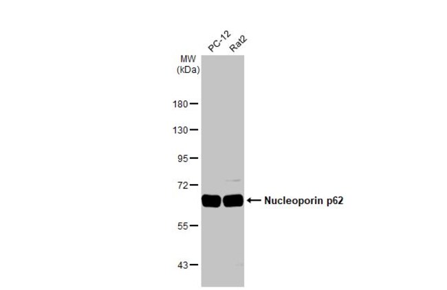 NUP62 Monoclonal Antibody (HL1226), Invitrogen 100 μL; Unconjugated ...