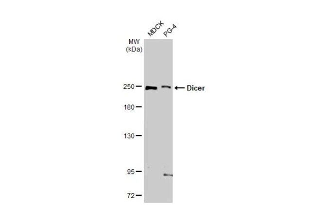 Dicer Monoclonal Antibody (HL1232), Invitrogen 100 μL; Unconjugated ...