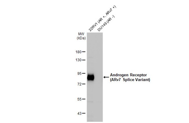 Androgen Receptor (ARv7 Splice Variant) Monoclonal Antibody (HL1240), Invitrogen | Fisher Scientific