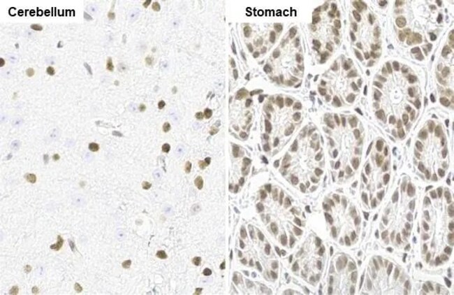 NFIX Monoclonal Antibody (HL1269), Invitrogen 100 μL; Unconjugated ...