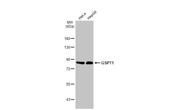 GSPT1 Monoclonal Antibody (HL1345), Invitrogen 100 μL; Unconjugated ...