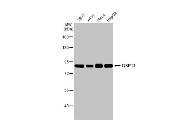 GSPT1 Monoclonal Antibody (HL1346), Invitrogen 100 μL; Unconjugated ...