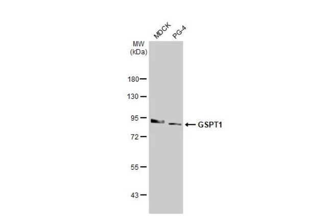 GSPT1 Monoclonal Antibody (HL1346), Invitrogen 100 μL; Unconjugated ...