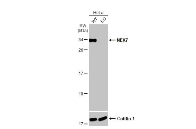NEK7 Monoclonal Antibody (HL1349), Invitrogen 100 μL; Unconjugated ...