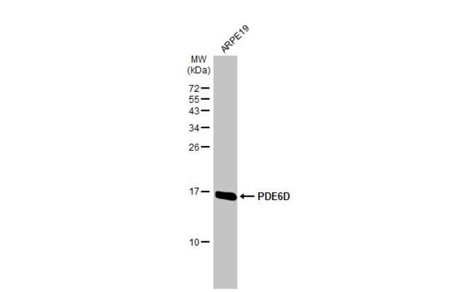 PDE6D Monoclonal Antibody (HL1359), Invitrogen 100 μL; Unconjugated ...