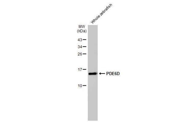 PDE6D Monoclonal Antibody (HL1359), Invitrogen 100 μL; Unconjugated ...