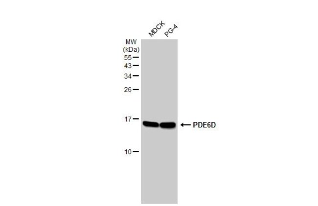 PDE6D Monoclonal Antibody (HL1359), Invitrogen 100 μL; Unconjugated ...