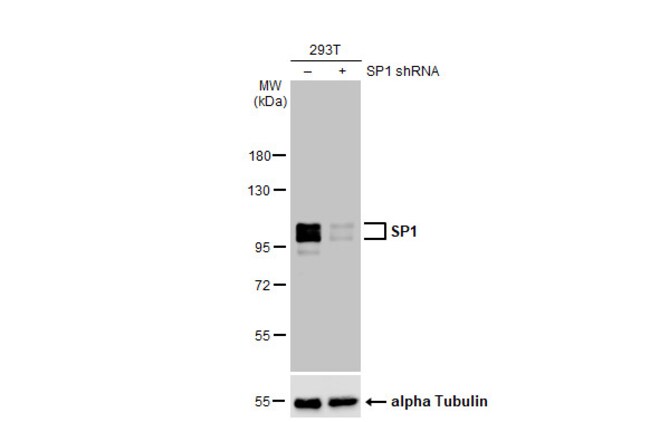 SP1 Monoclonal Antibody (HL1396), Invitrogen 100 μL; Unconjugated ...