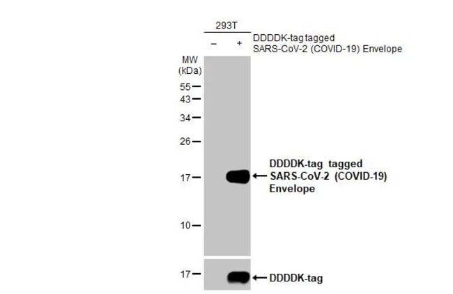 SARS-CoV-2 Envelope Recombinant Rabbit Monoclonal Antibody (HL1443), Invitrogen | Fisher Scientific