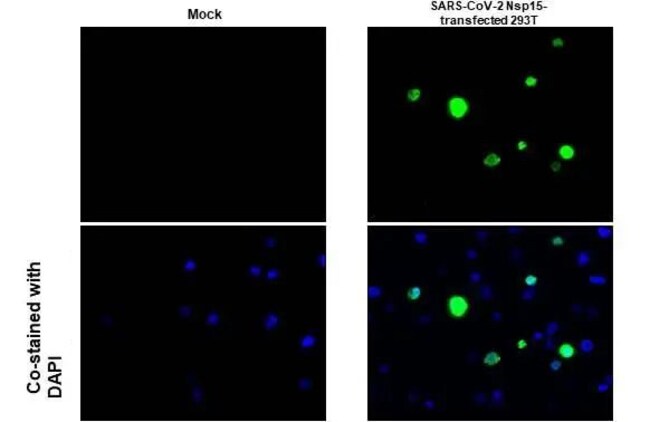 SARS-CoV-2 NSP15 Monoclonal Antibody (HL1445), Invitrogen 100 μL ...