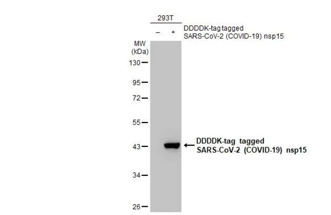 SARS-CoV-2 NSP15 Monoclonal Antibody (HL1445), Invitrogen 100 μL ...