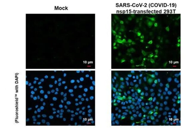 SARS-CoV-2 NSP15 Monoclonal Antibody (HL1446), Invitrogen 100 μL ...