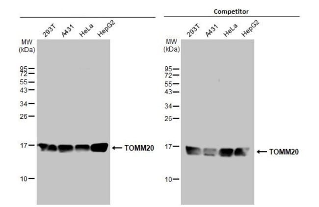 TOMM20 Monoclonal Antibody (HL1493), Invitrogen 100 μL; Unconjugated ...