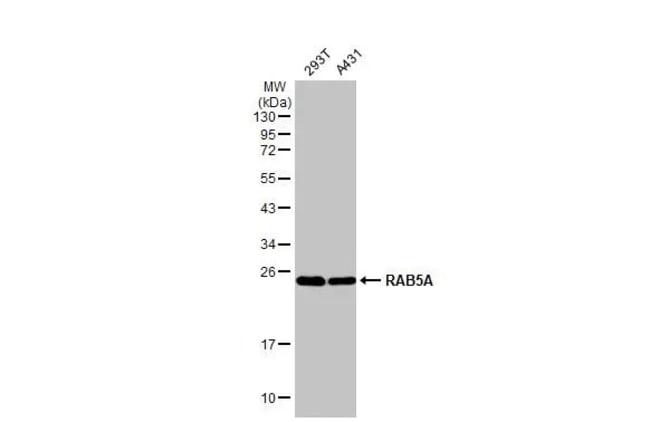 RAB5 Monoclonal Antibody (HL1497), Invitrogen 100 μL; Unconjugated ...