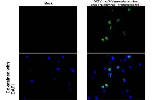 Venezuelan Equine Encephalitis Virus NSP3 Monoclonal Antibody (HL1502 ...