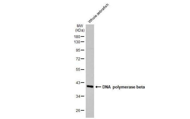 POLB Monoclonal Antibody (HL1525), Invitrogen 100 μL; Unconjugated ...