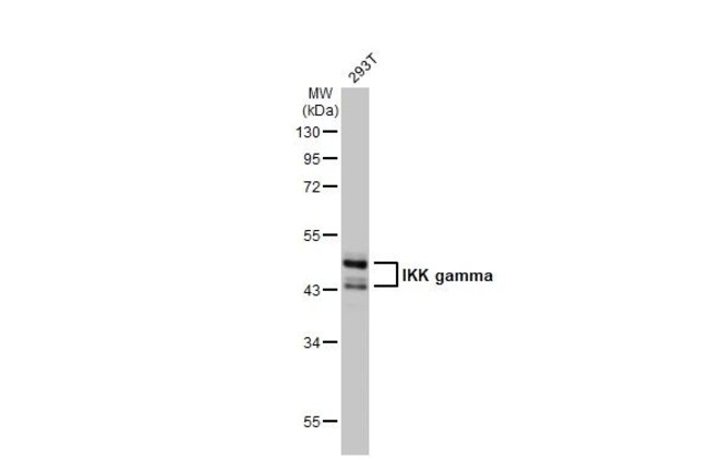 IKK gamma Monoclonal Antibody (HL1577), Invitrogen 100 μL; Unconjugated ...