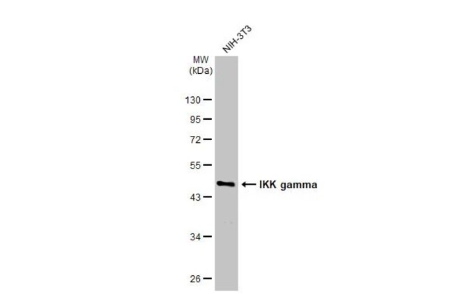IKK gamma Monoclonal Antibody (HL1577), Invitrogen 100 μL; Unconjugated ...