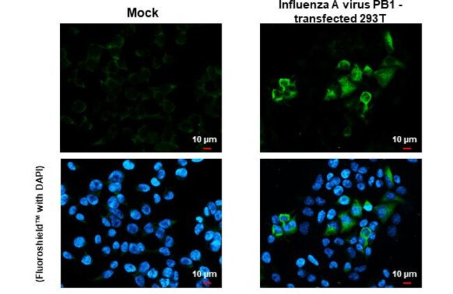 Influenza A PB1 Monoclonal Antibody (HL1714), Invitrogen 100 μL ...