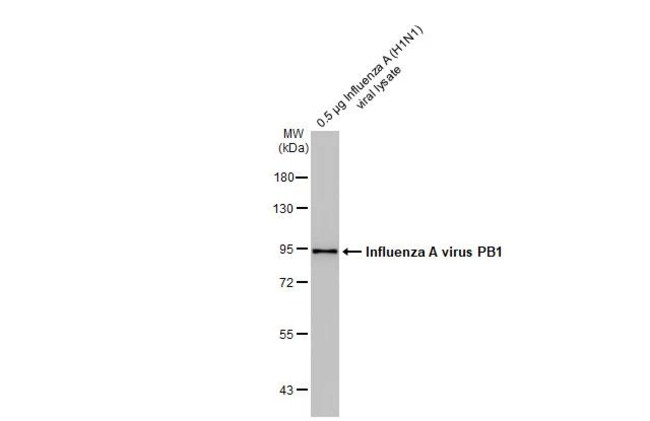 Influenza A PB1 Monoclonal Antibody (HL1714), Invitrogen 100 μL ...