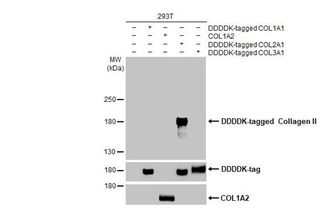 Collagen II Monoclonal Antibody (HL1772), Invitrogen 100 μL ...