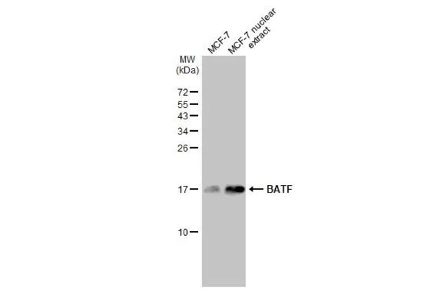 BATF Monoclonal Antibody (HL1870), Invitrogen 100 μL; Unconjugated ...