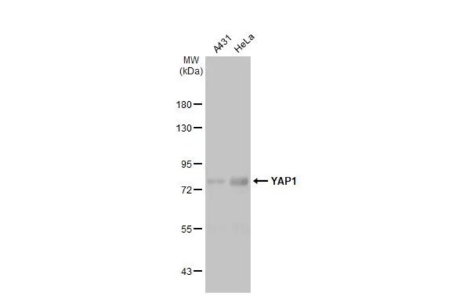 YAP1 Monoclonal Antibody (HL1894), Invitrogen 100 μL; Unconjugated:Antibodies, | Fisher Scientific