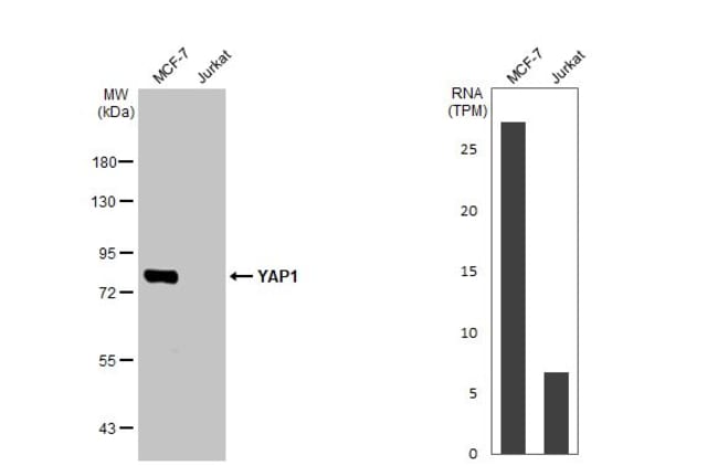 YAP1 Monoclonal Antibody (HL1894), Invitrogen 100 μL; Unconjugated:Antibodies, | Fisher Scientific