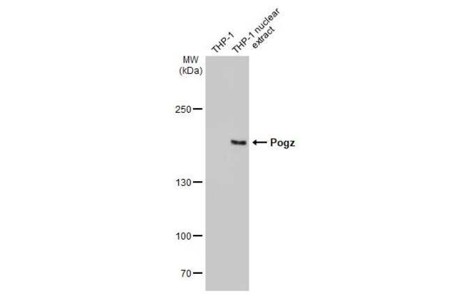 POGZ Monoclonal Antibody (HL1898), Invitrogen 100 μL; Unconjugated ...
