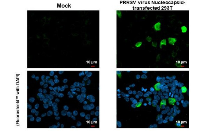 PRRS Virus Nucleocapsid Protein Recombinant Rabbit Monoclonal Antibody ...