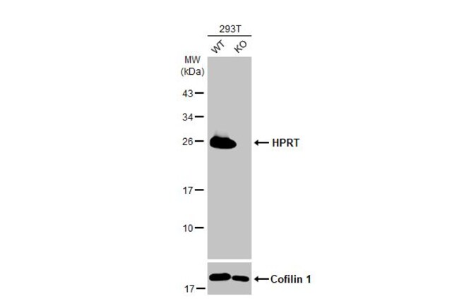 HPRT1 Monoclonal Antibody (HL2015), Invitrogen 100 μL; Unconjugated ...