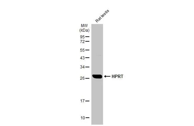 HPRT1 Monoclonal Antibody (HL2015), Invitrogen 100 μL; Unconjugated ...