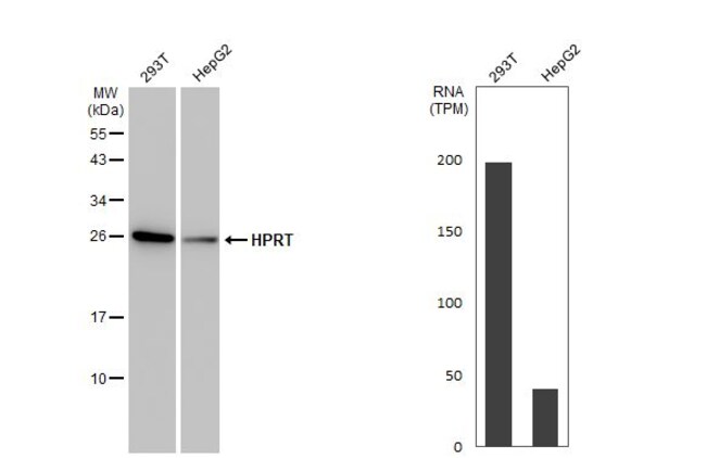 HPRT1 Monoclonal Antibody (HL2015), Invitrogen 100 μL; Unconjugated ...