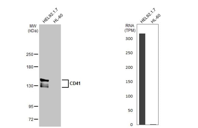 CD41 Monoclonal Antibody (HL2052), Invitrogen 100 μL; Unconjugated ...