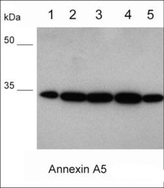 Invitrogen Annexin V Monoclonal Antibody (M017) 100 μL; Unconjugated ...