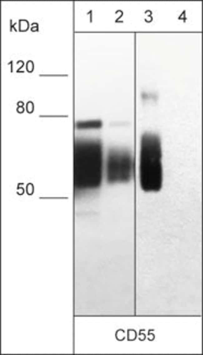 CD55 Monoclonal Antibody (M033), Invitrogen 100 μL; Unconjugated:Antibodies, | Fisher Scientific