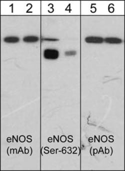 Invitrogen eNOS Monoclonal Antibody (M221) 100 μL; Unconjugated ...