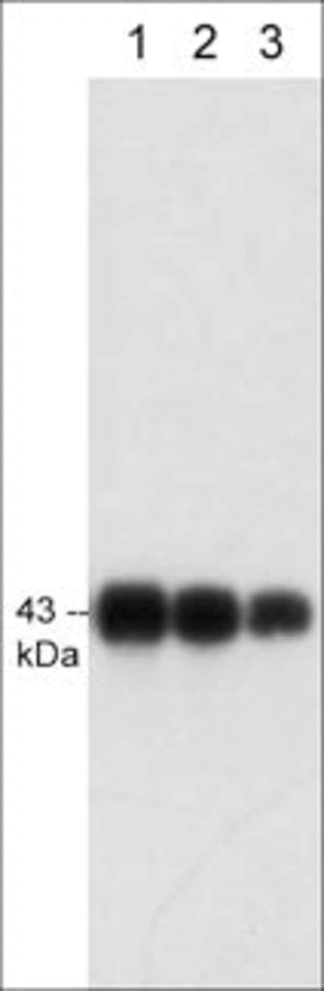 Connexin 43 Monoclonal Antibody (M496), Invitrogen 100 μL; Unconjugated ...