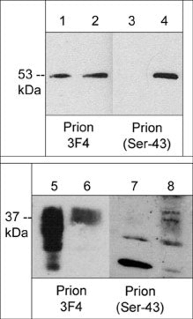 PrP Monoclonal Antibody (3F4), Invitrogen 100 μL; Unconjugated ...