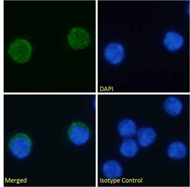 VISTA Chimeric Recombinant Rabbit Monoclonal Antibody (MH5A ...